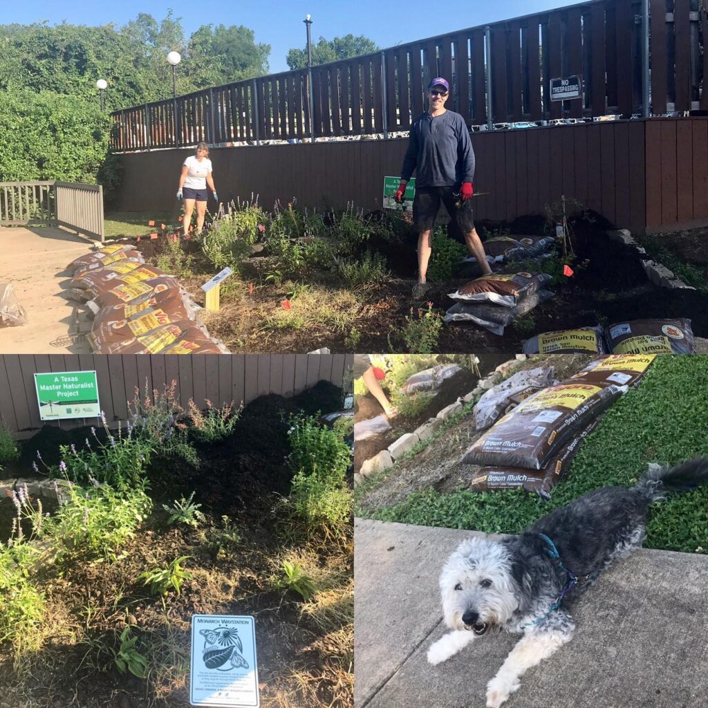 Butterfly Garden - The Texas Pool